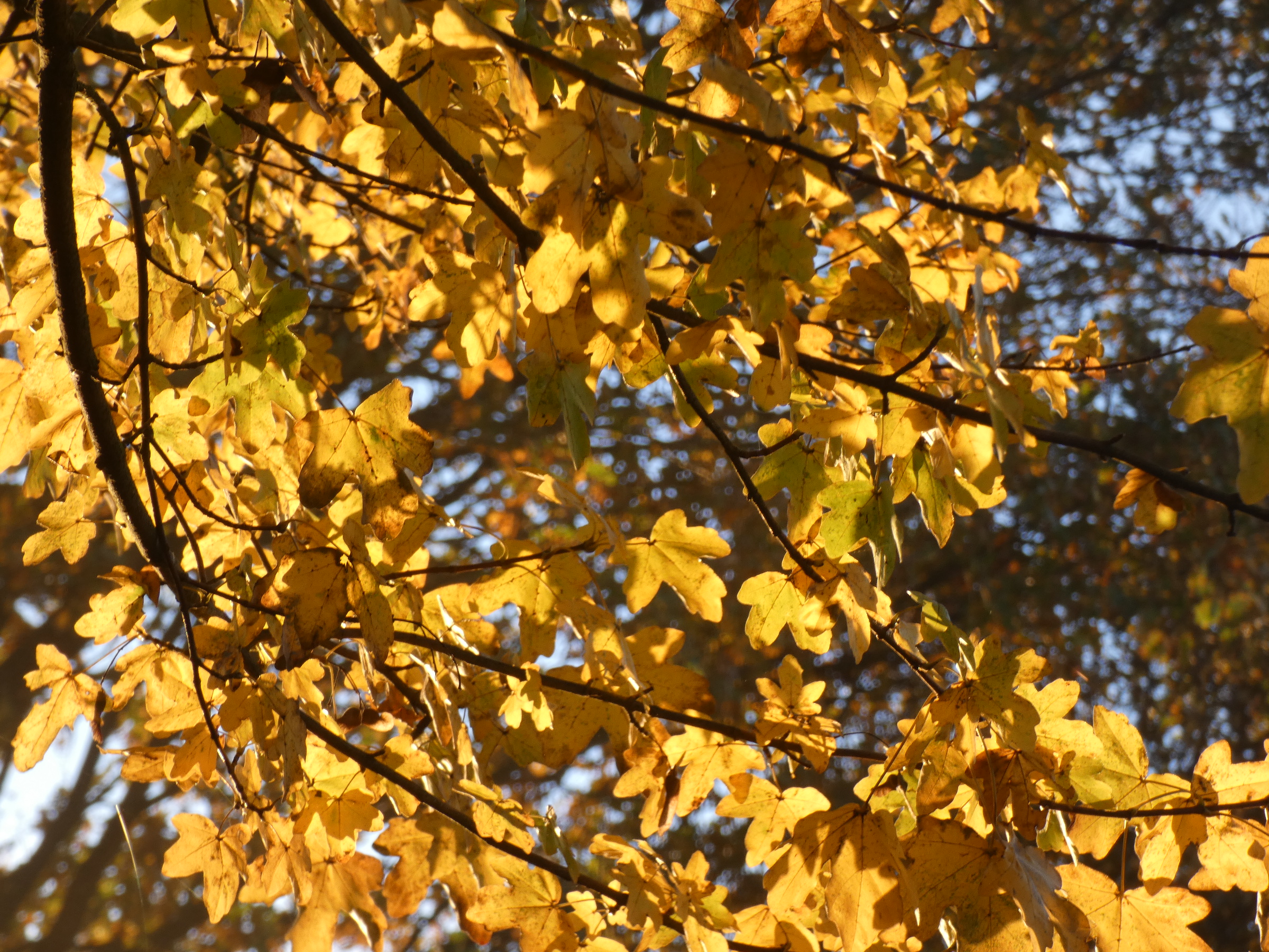 Schillen | Wonderwandeling